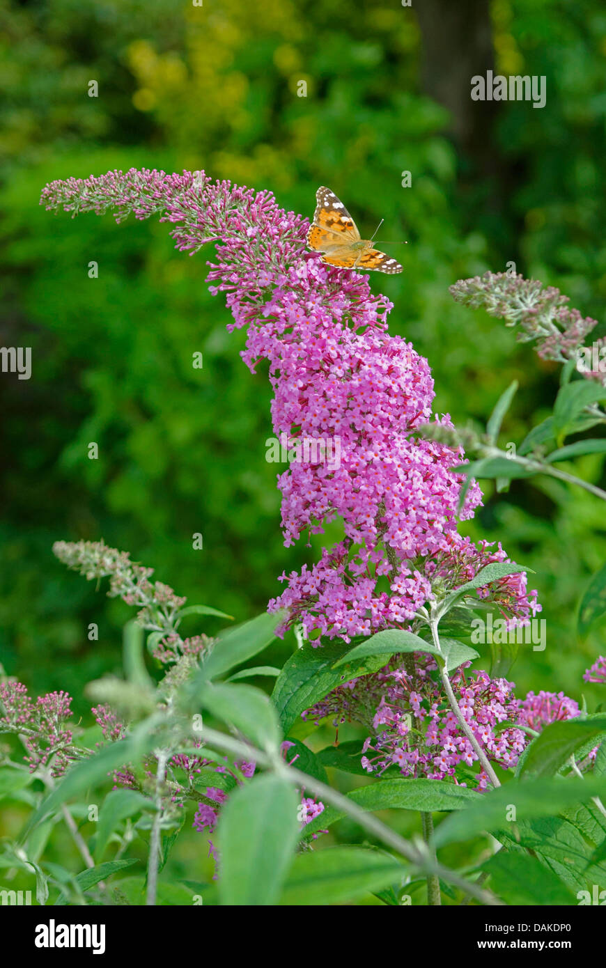 orange eye butterfly bush, violet butterfly bush (Buddleja davidii ...