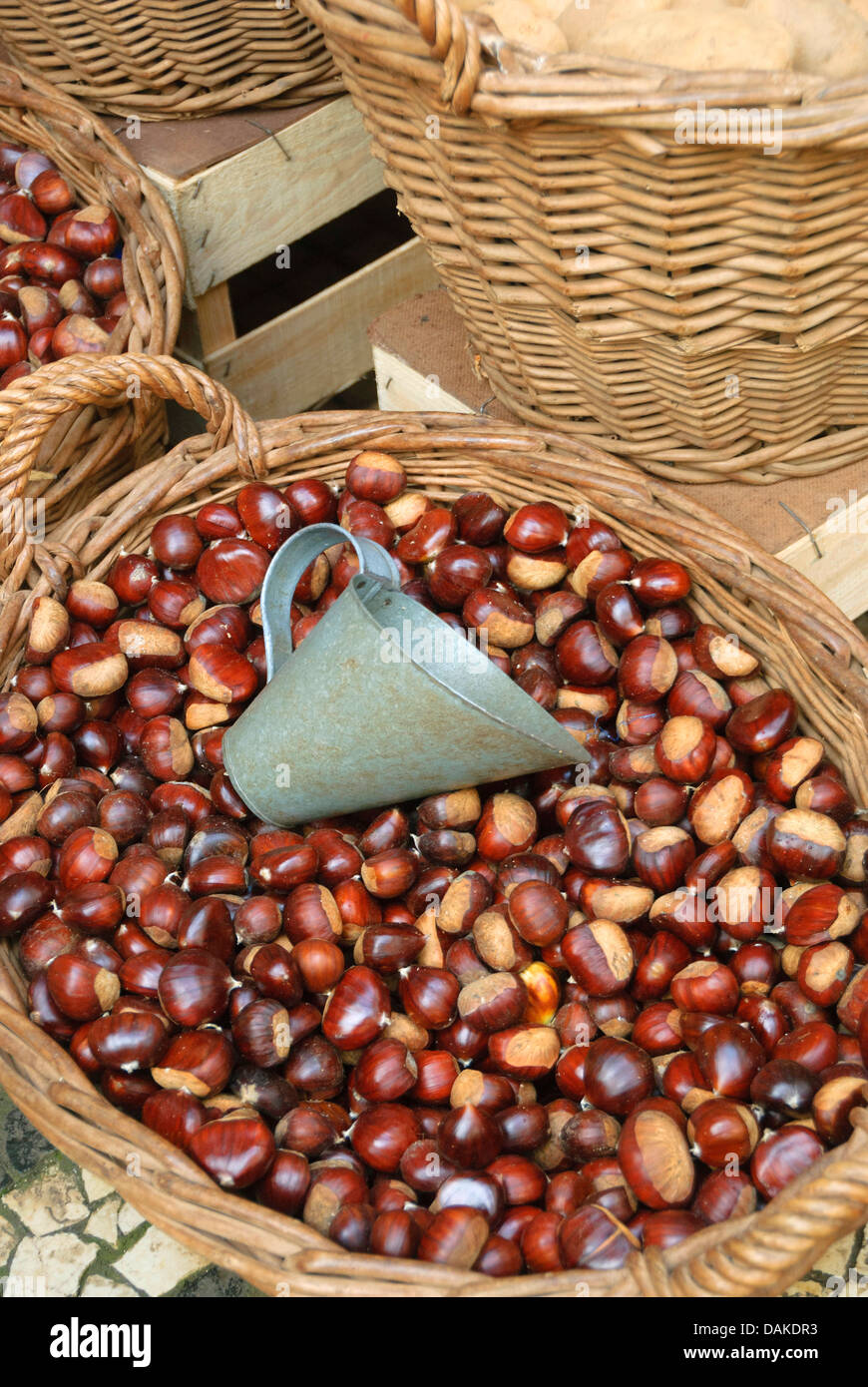 Spanish chestnut, sweet chestnut (Castanea sativa), basket full of ...