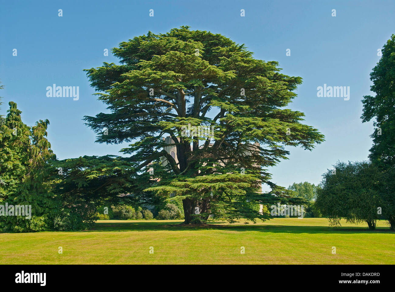 African cedar (Cedrus atlantica), single tree in a park, Republik ...