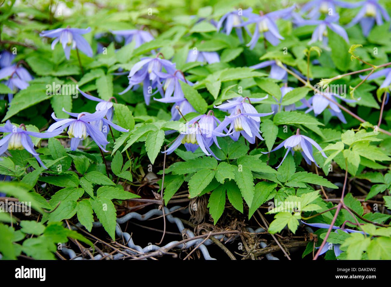 Alpine clematis (Clematis alpina), blooming Stock Photo - Alamy