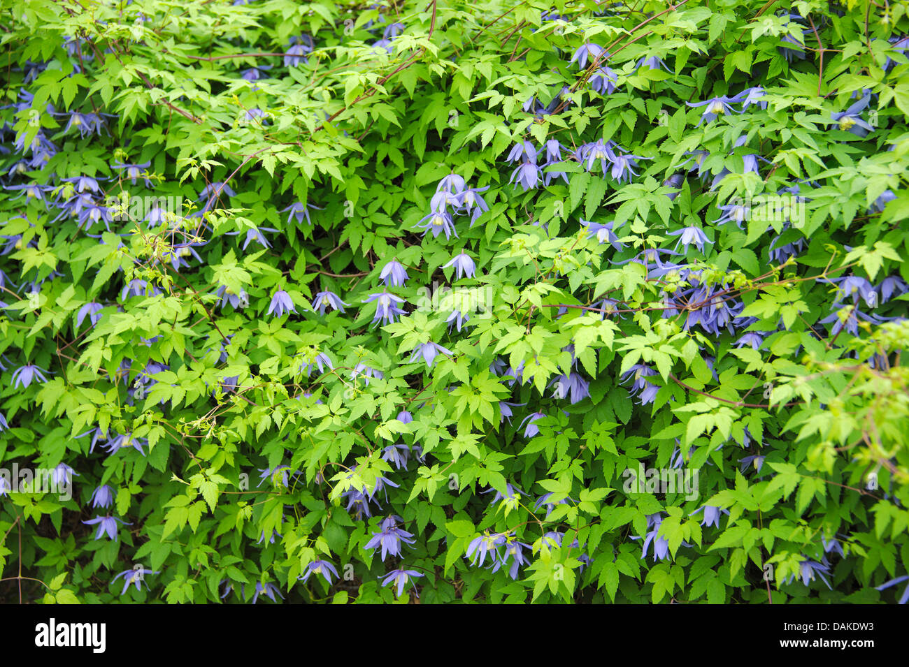 Alpine clematis (Clematis alpina), blooming Stock Photo - Alamy