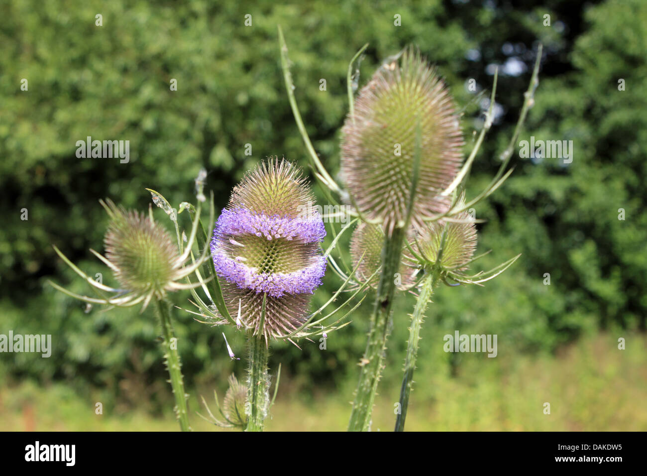 Thistle seed hi-res stock photography and images - Alamy