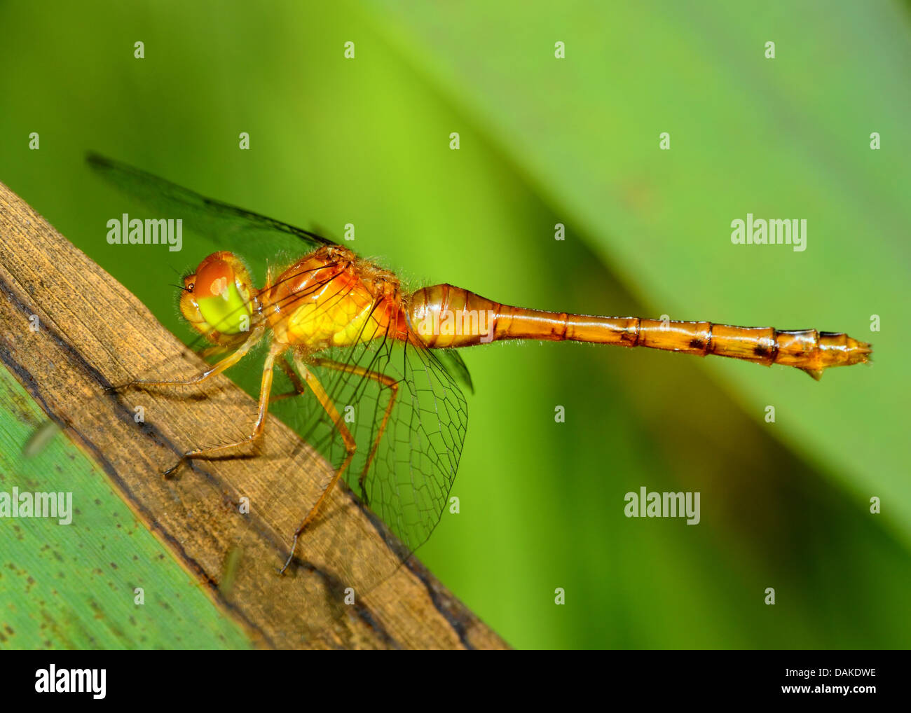 Meadowhawk Dragonfly perched on a plant stem Stock Photo - Alamy