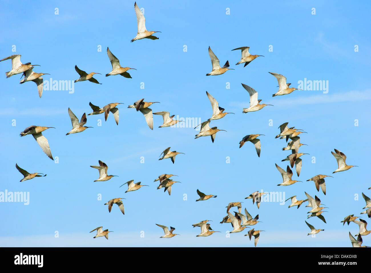 western curlew (Numenius arquata), flock in flight, Germany Stock Photo ...