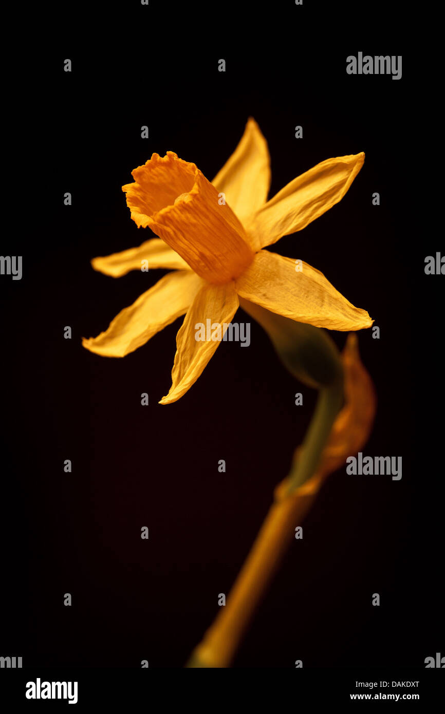 Lily daffodil hi-res stock photography and images - Alamy