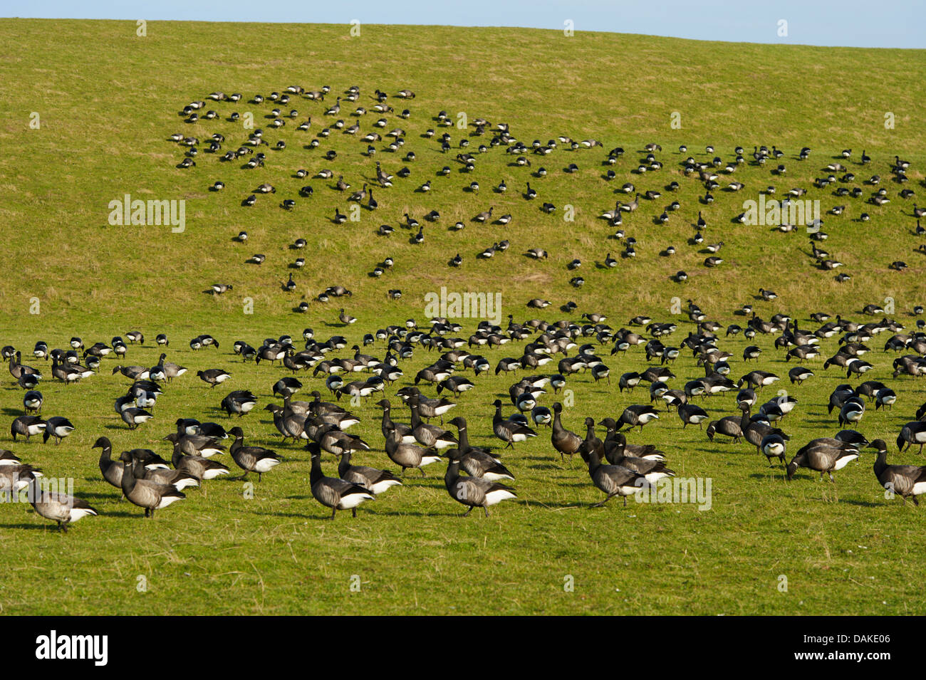 brent goose (Branta bernicla), flock resting on a dike, Netherlands ...