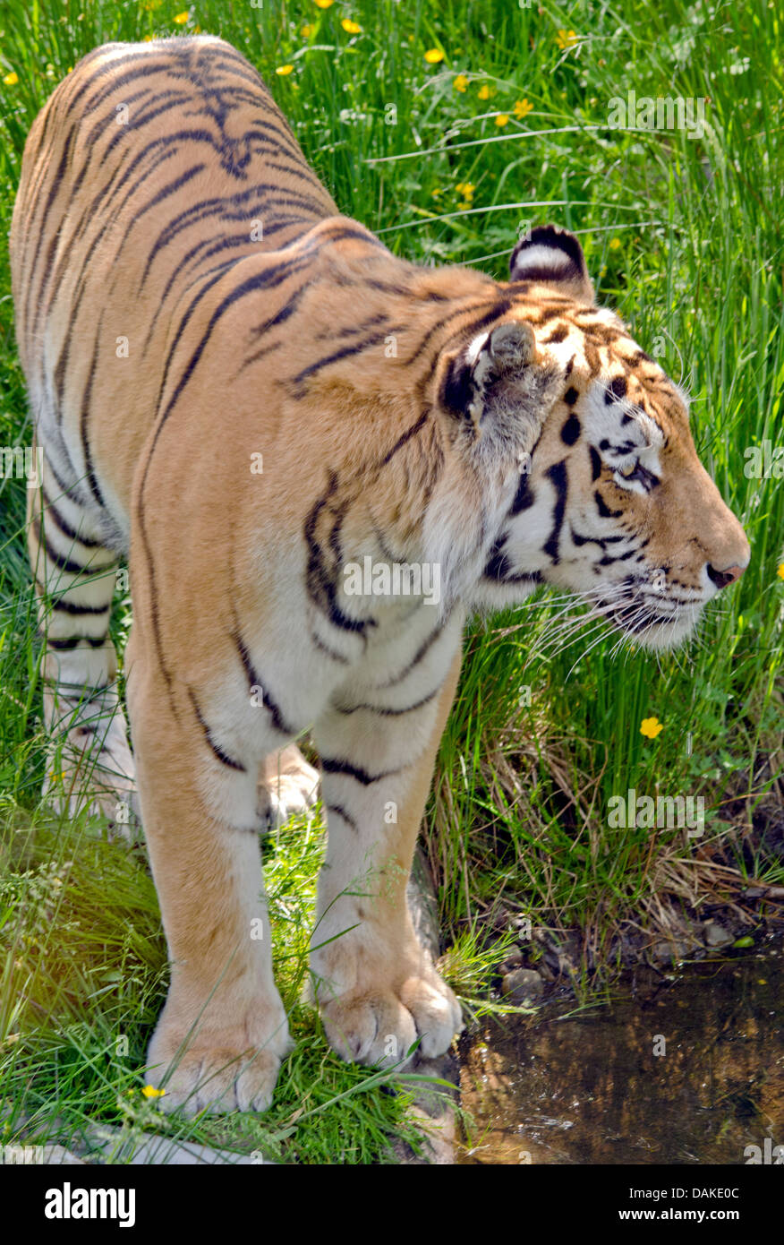 Amur tiger male hi-res stock photography and images - Alamy