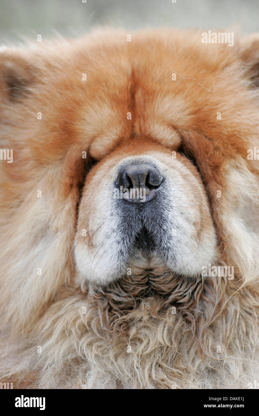 Lupus asian skin hi-res stock photography and images - Alamy
