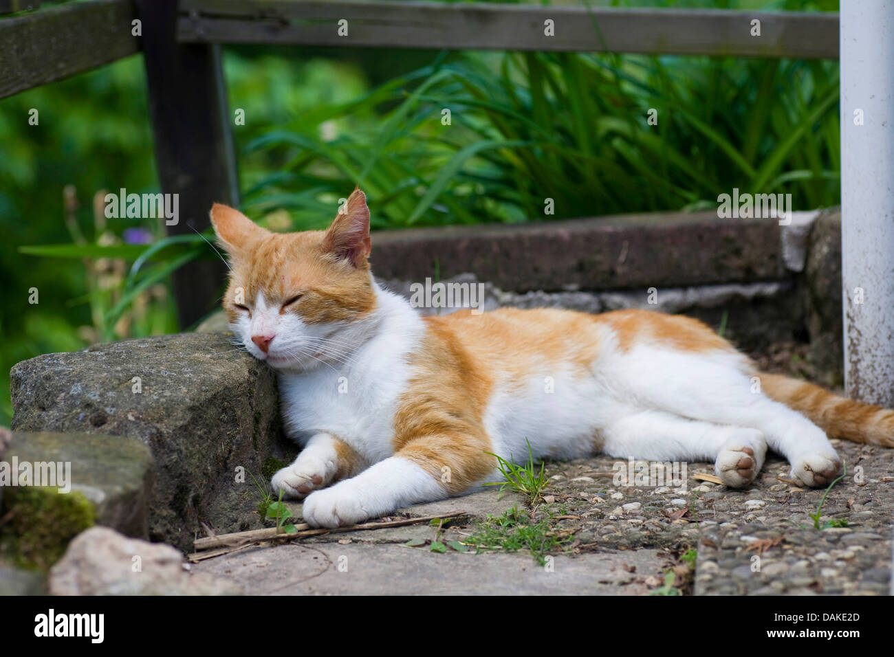 Cat terrace hi-res stock photography and images - Alamy