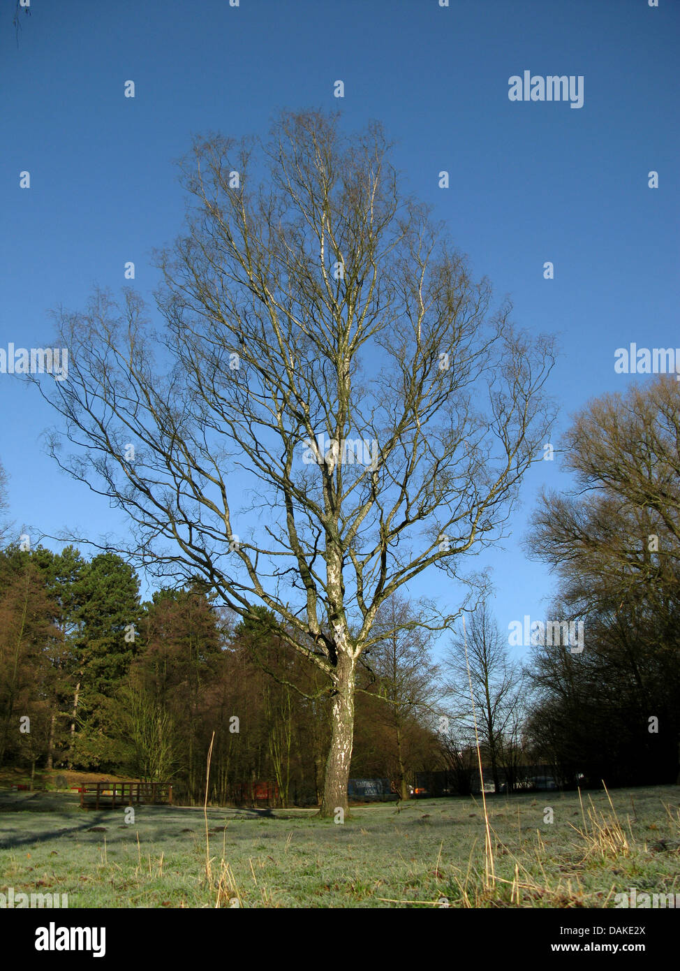 common birch, silver birch, European white birch, white birch (Betula ...
