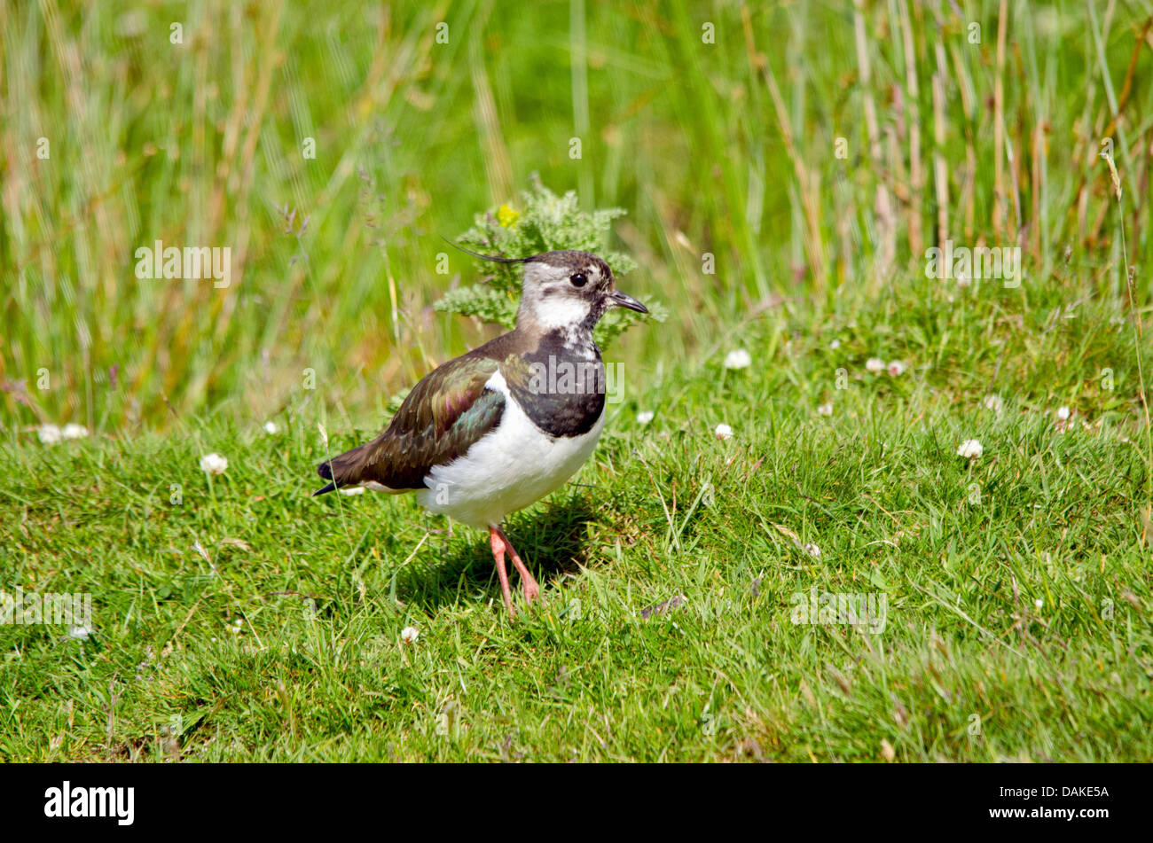 Lapwing peewit bird hi-res stock photography and images - Alamy