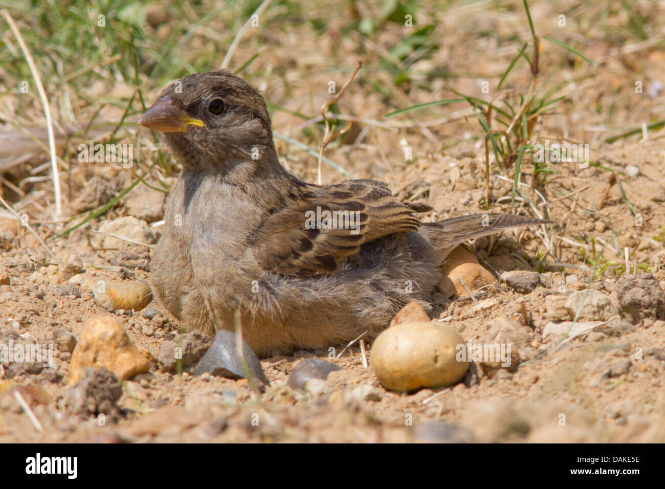 Juvenile House Sparrow