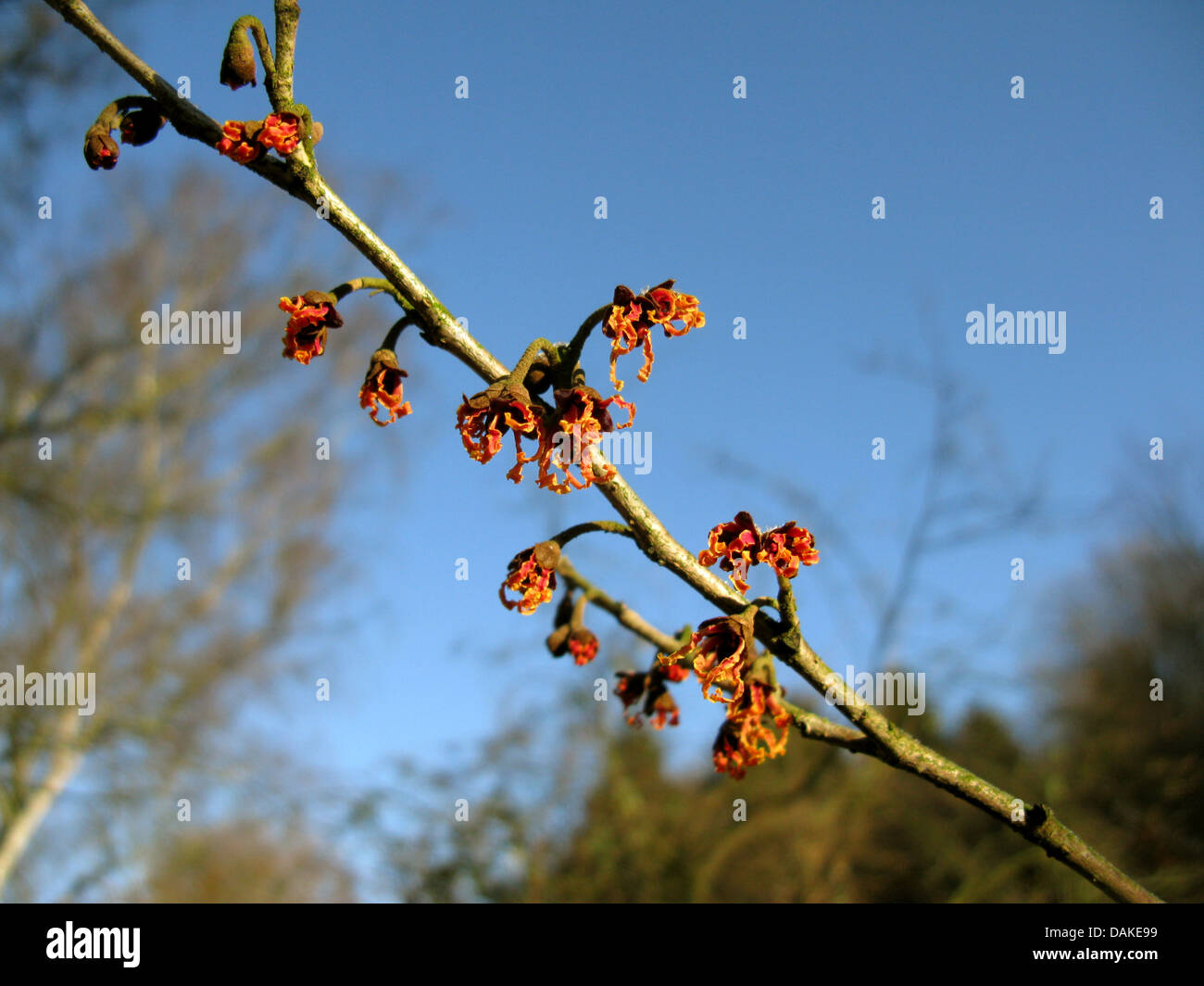 Witch hazel (Hamamelis intermedia, Hamamelis x intermedia), petals ...