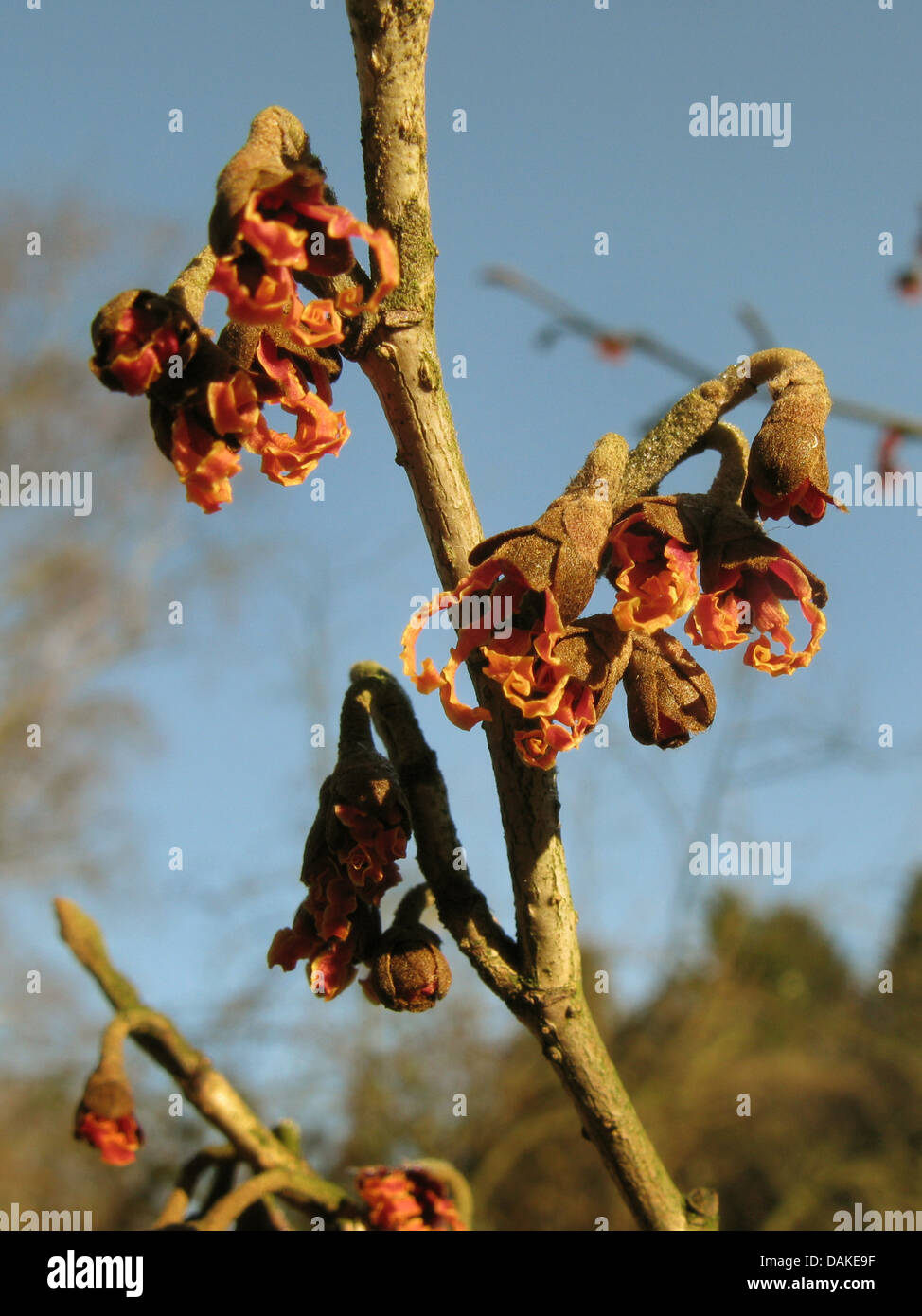 Witch hazel (Hamamelis intermedia, Hamamelis x intermedia), petals ...