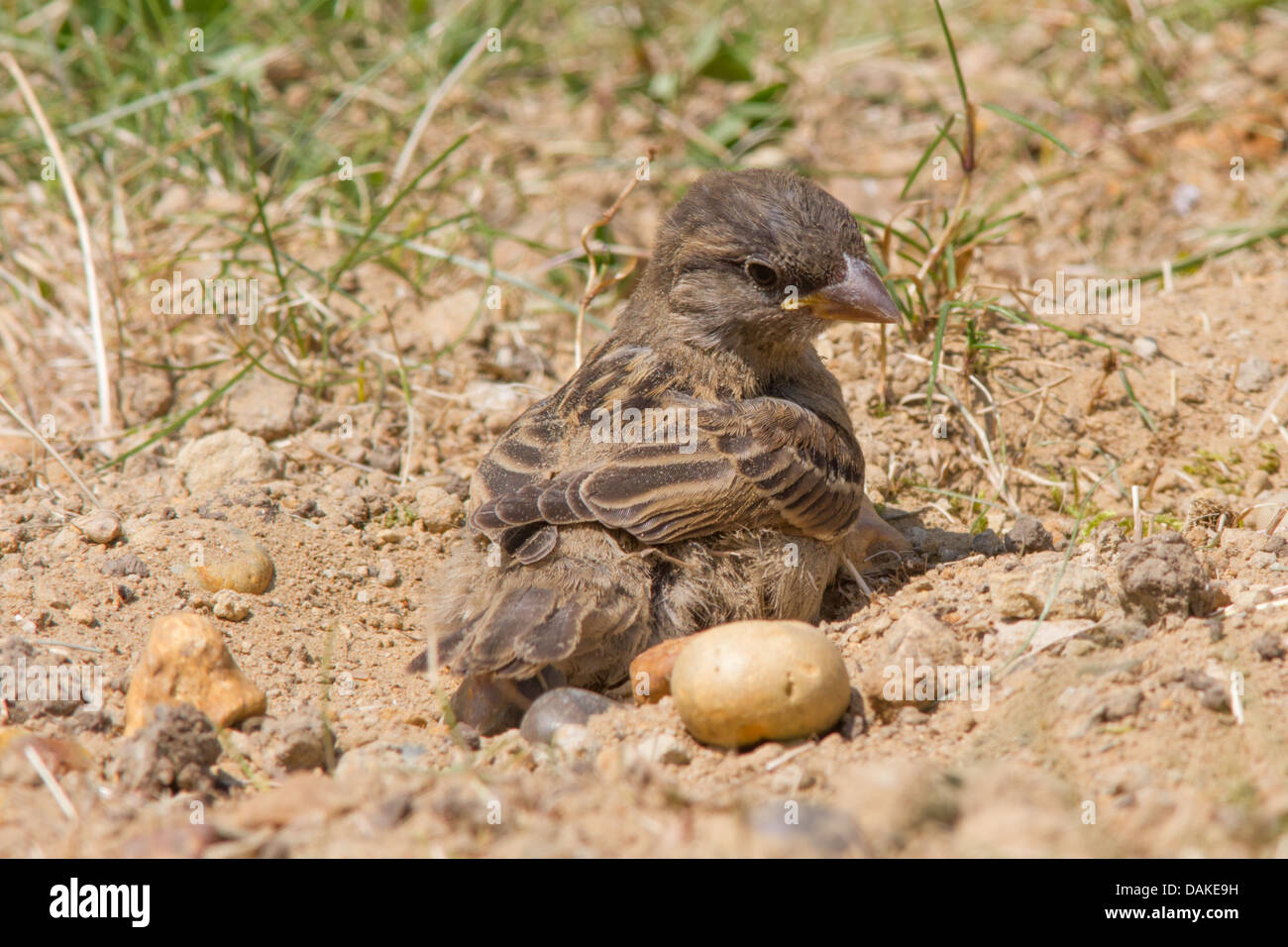 Sparrow bird dust bathing hi-res stock photography and images - Alamy