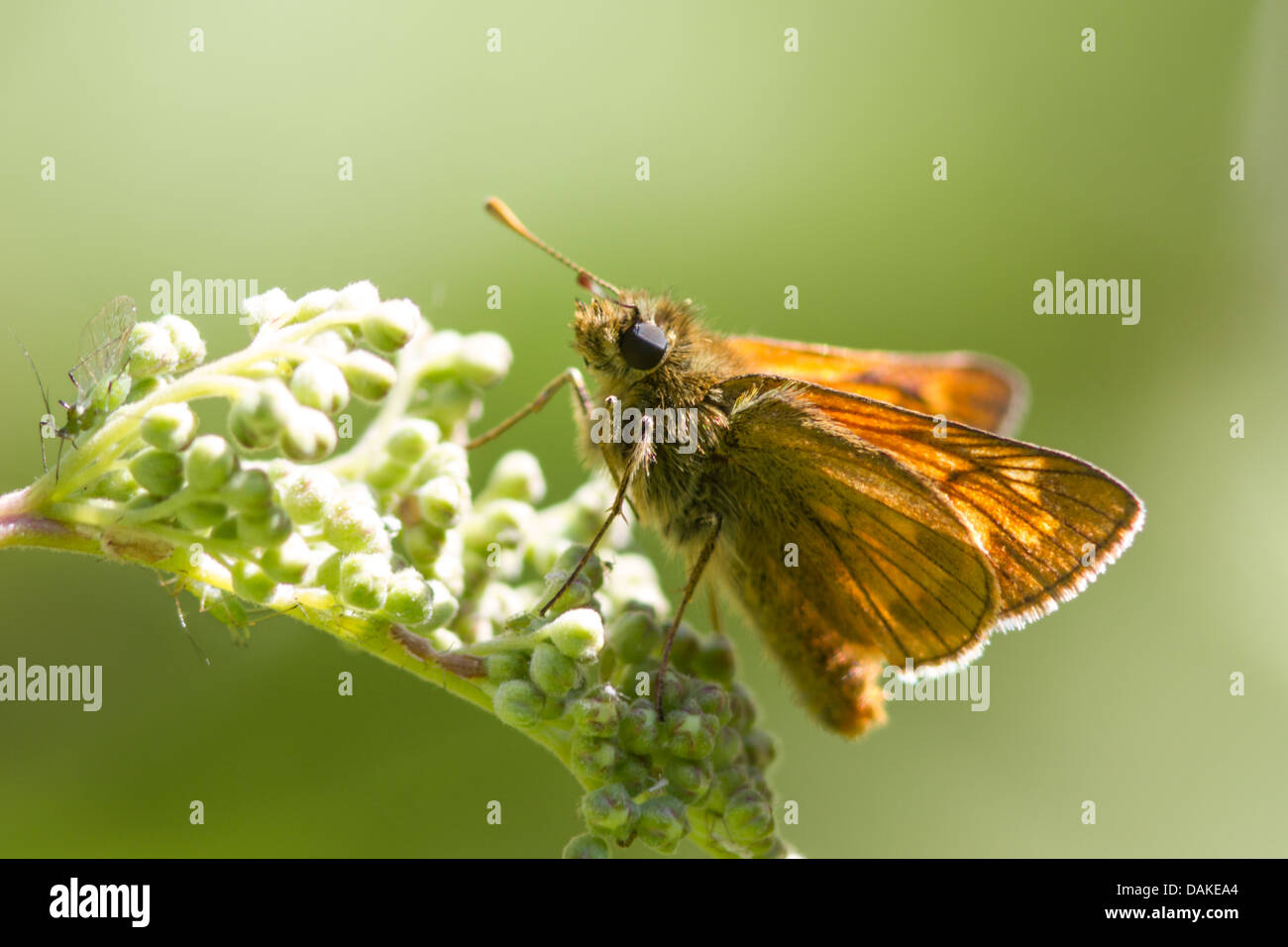 Large skipper butterfly hi-res stock photography and images - Alamy