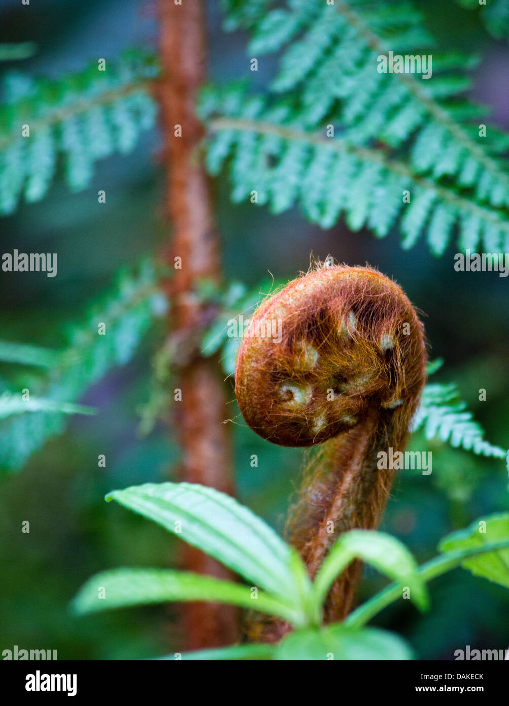 New growth (fiddlehead) on a tree fern in cloud forest in the Papua New ...