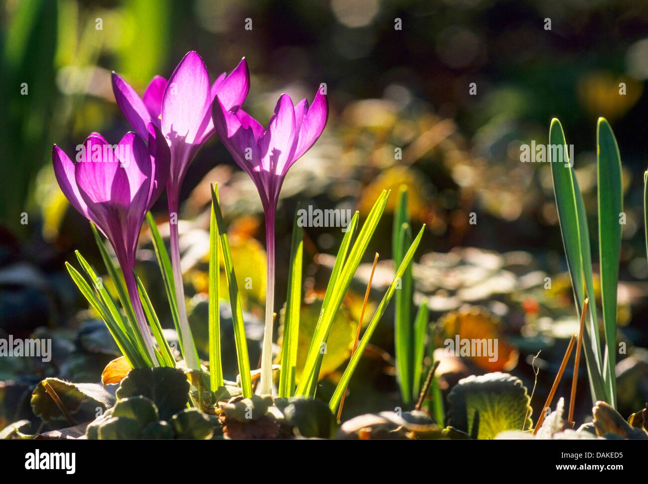 Dutch crocus, spring crocus (Crocus vernus, Crocus neapolitanus ...