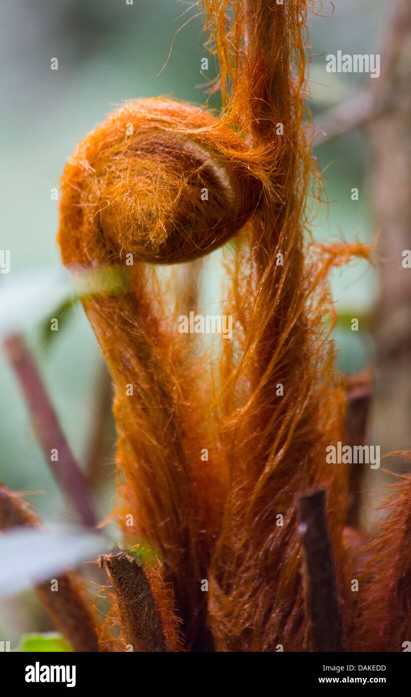 New growth (fiddlehead) on a tree fern in cloud forest in the Papua New ...