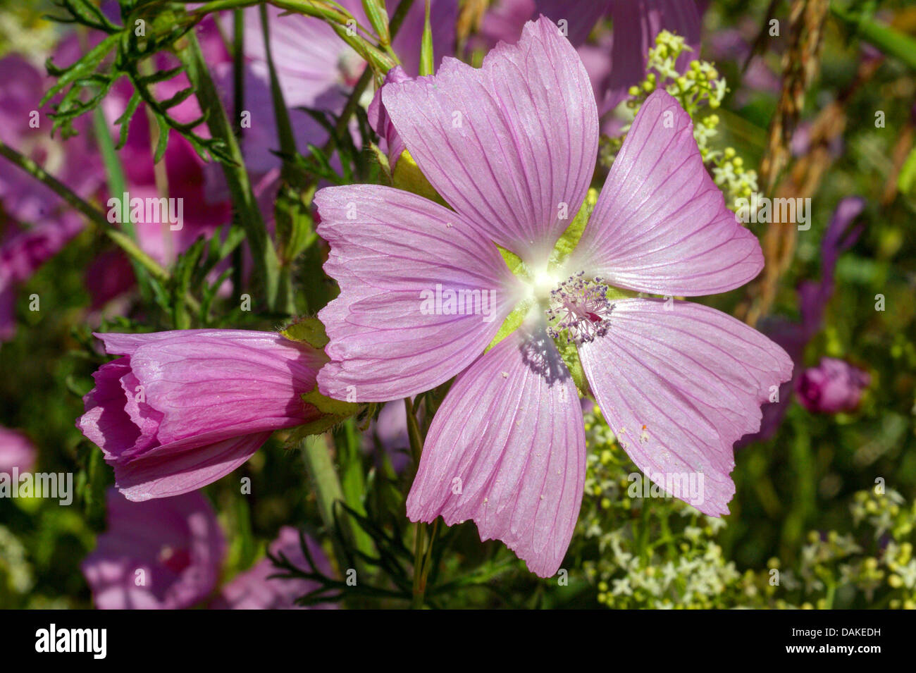 Musk cheeseweed malva moschata hi-res stock photography and images - Alamy