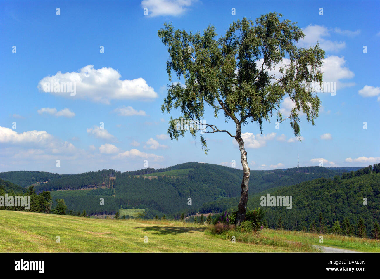 common birch, silver birch, European white birch, white birch (Betula ...