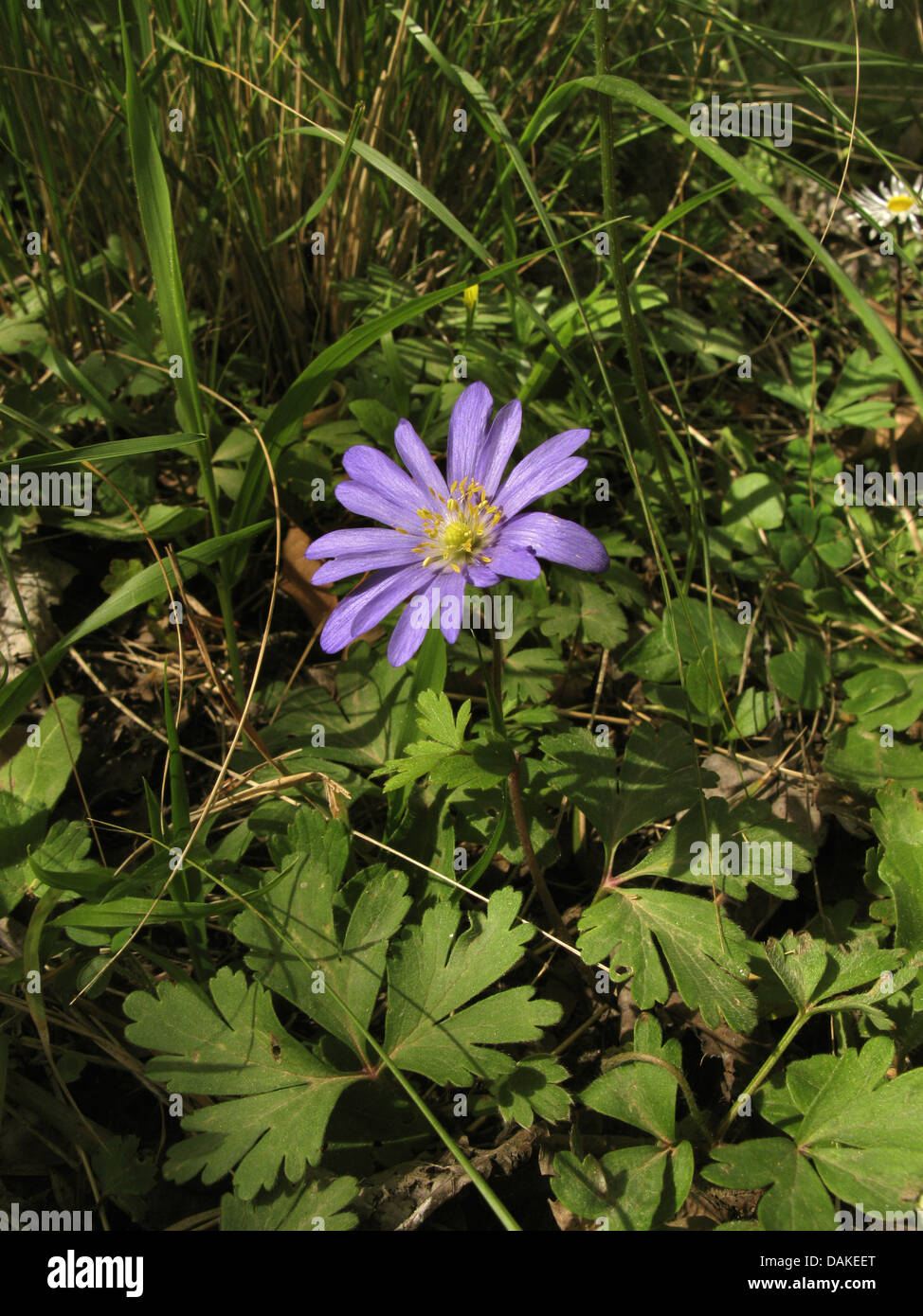 Blue Anemone, Mountain Windflower (Anemone blanda), wild in the Parnon ...