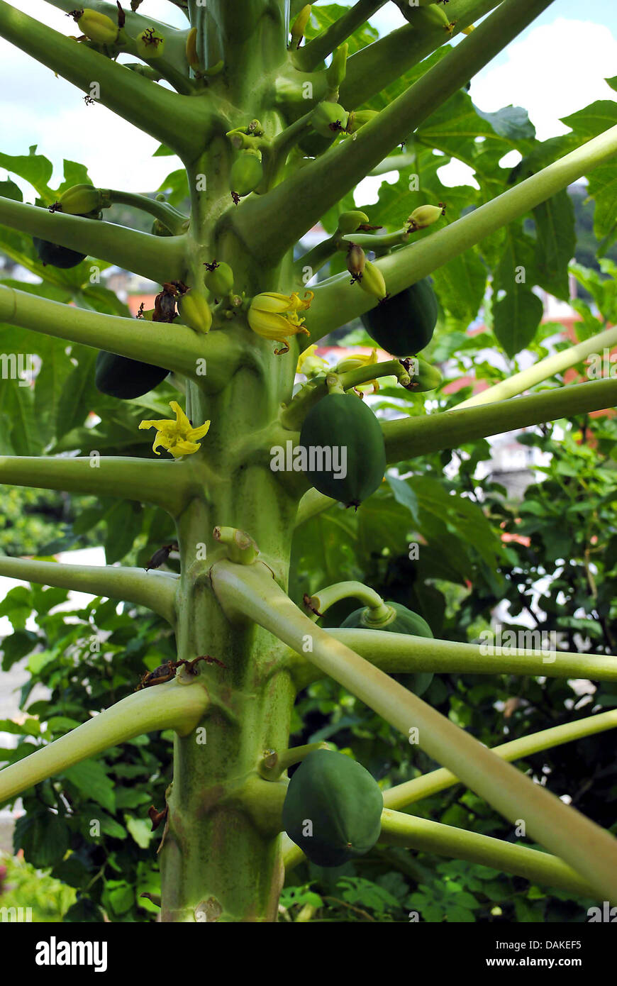 Common papaya hi-res stock photography and images - Alamy