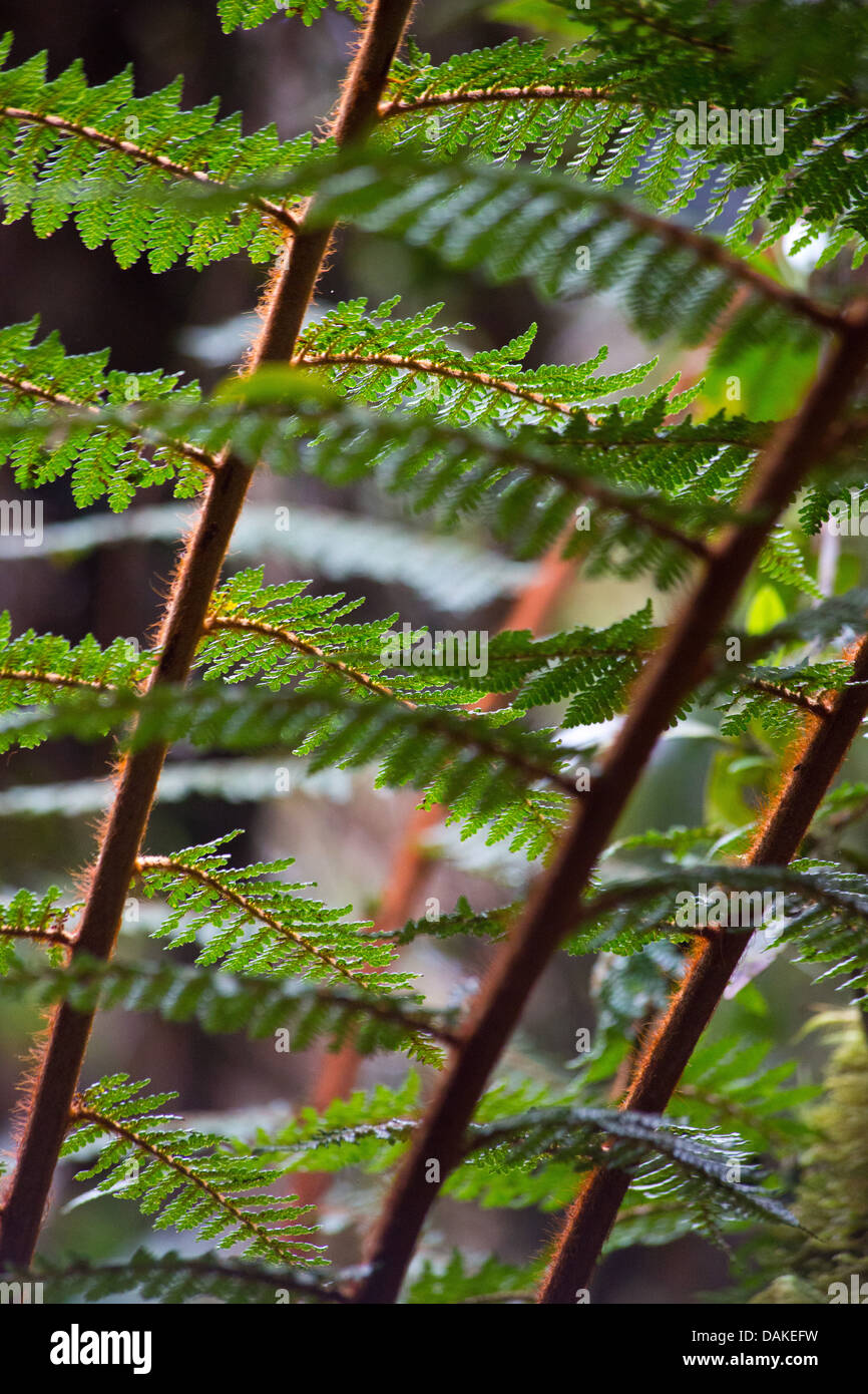 Detail of a tree fern in the Papua New Guinea highlands Stock Photo - Alamy