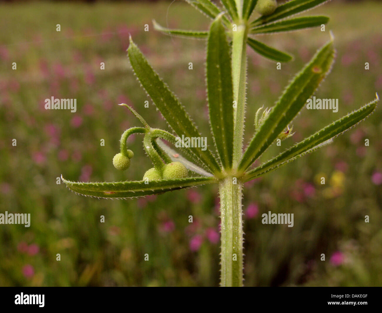 Mediterranean bedstraw hi-res stock photography and images - Alamy