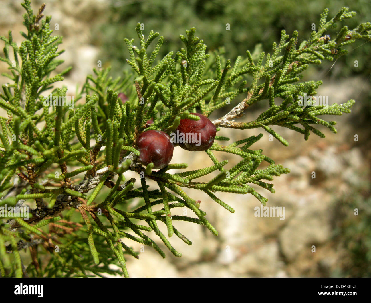 Phoenician red hi-res stock photography and images - Alamy