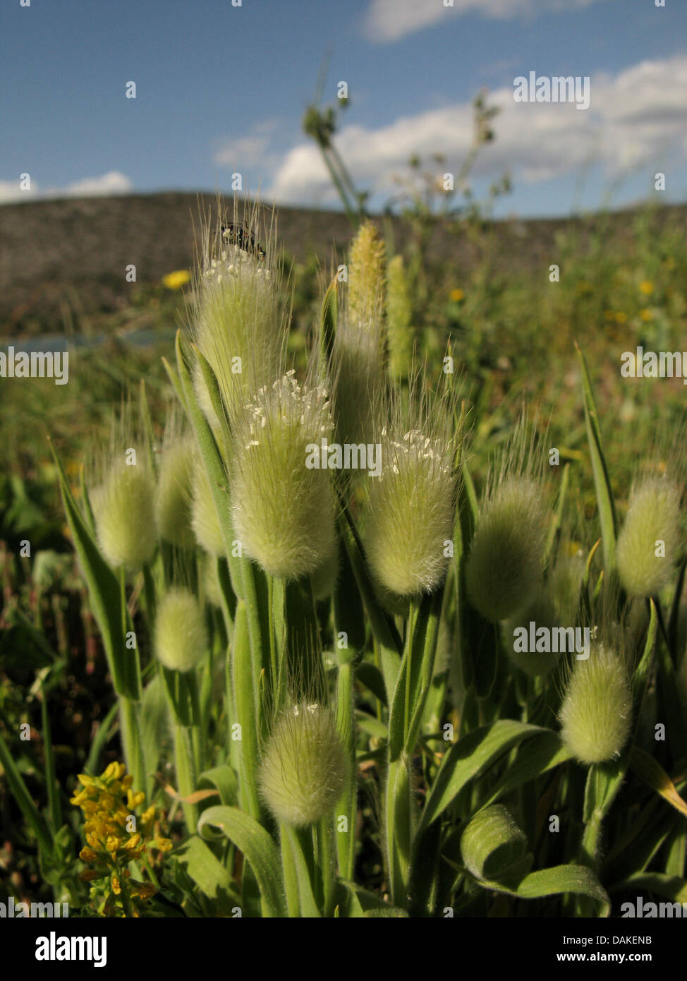 Hare's-tail grass, Bunnytail (Lagurus ovatus), blooming, Greece ...