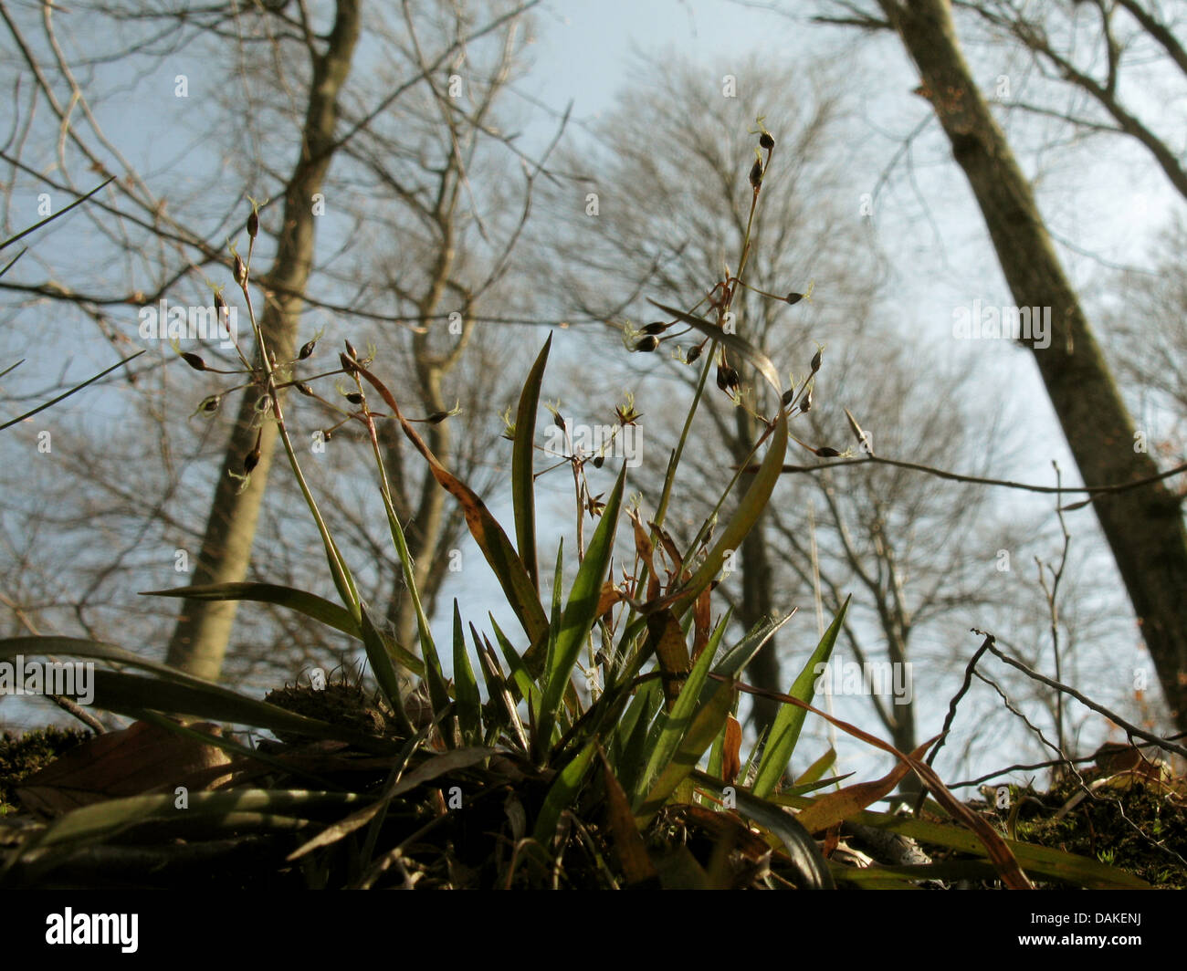hairy wood-rush (Luzula pilosa), blooming in a spring wood, Germany ...
