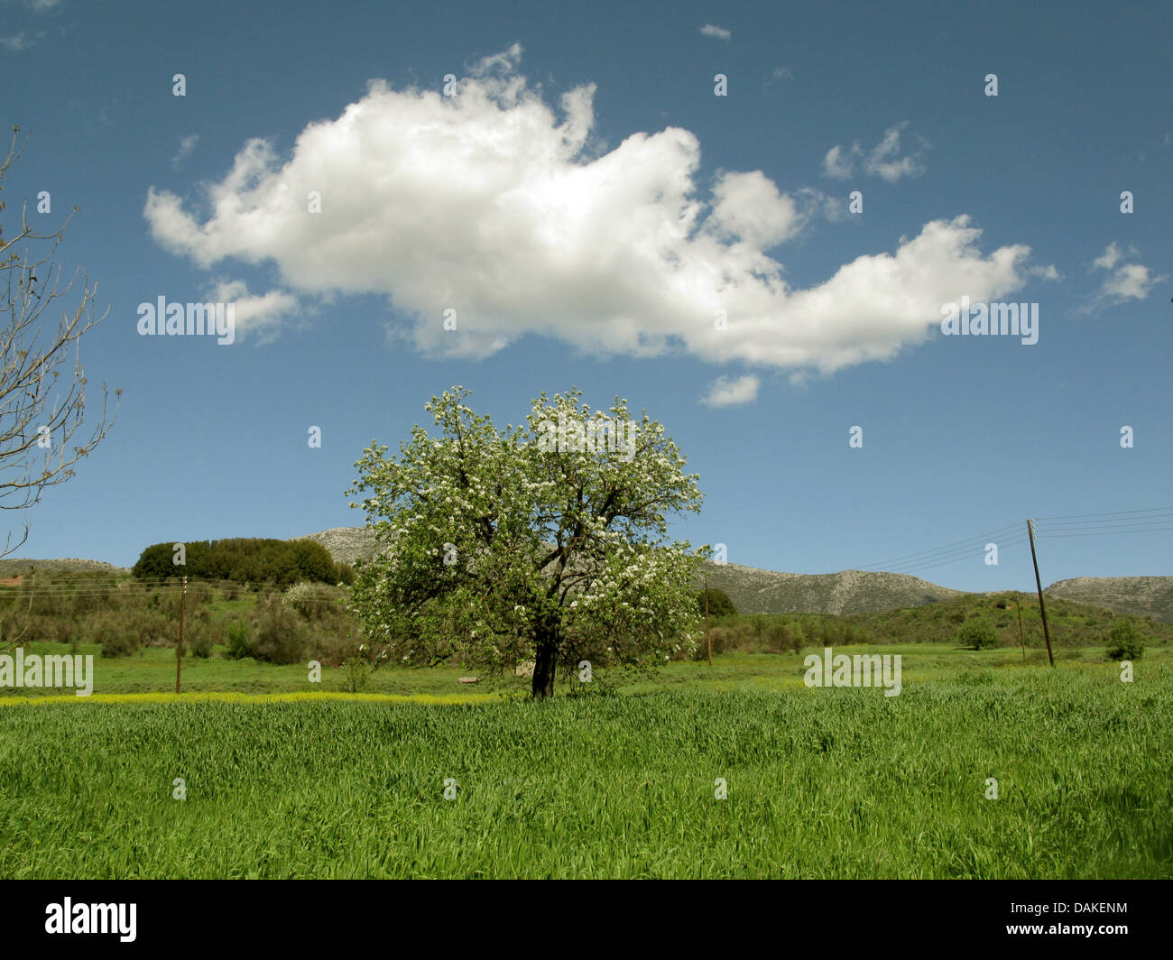 apple tree (Malus domestica), blooming apple tree in a cornfield in ...