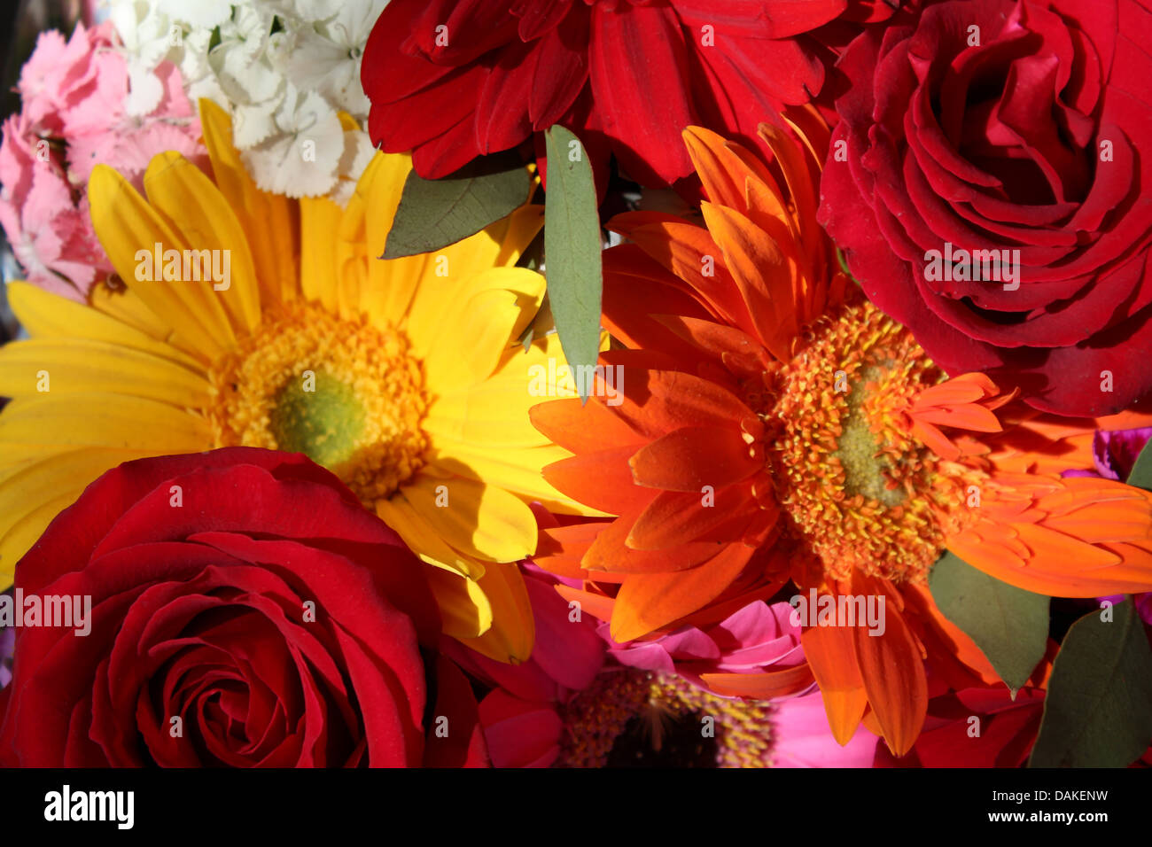 Red white mix flower hi-res stock photography and images - Alamy