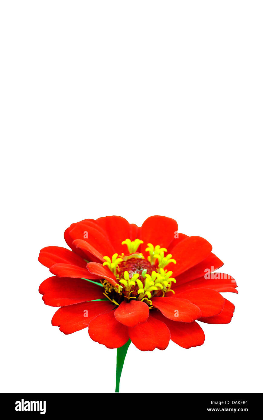 Structure of flower Cut Out Stock Images & Pictures - Alamy