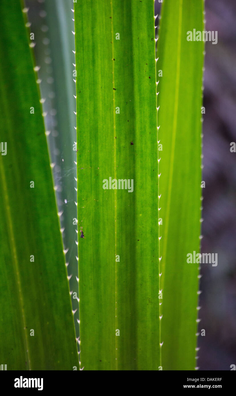 Detail of Pandanus leaves growing in cloud forest in the Papua New ...