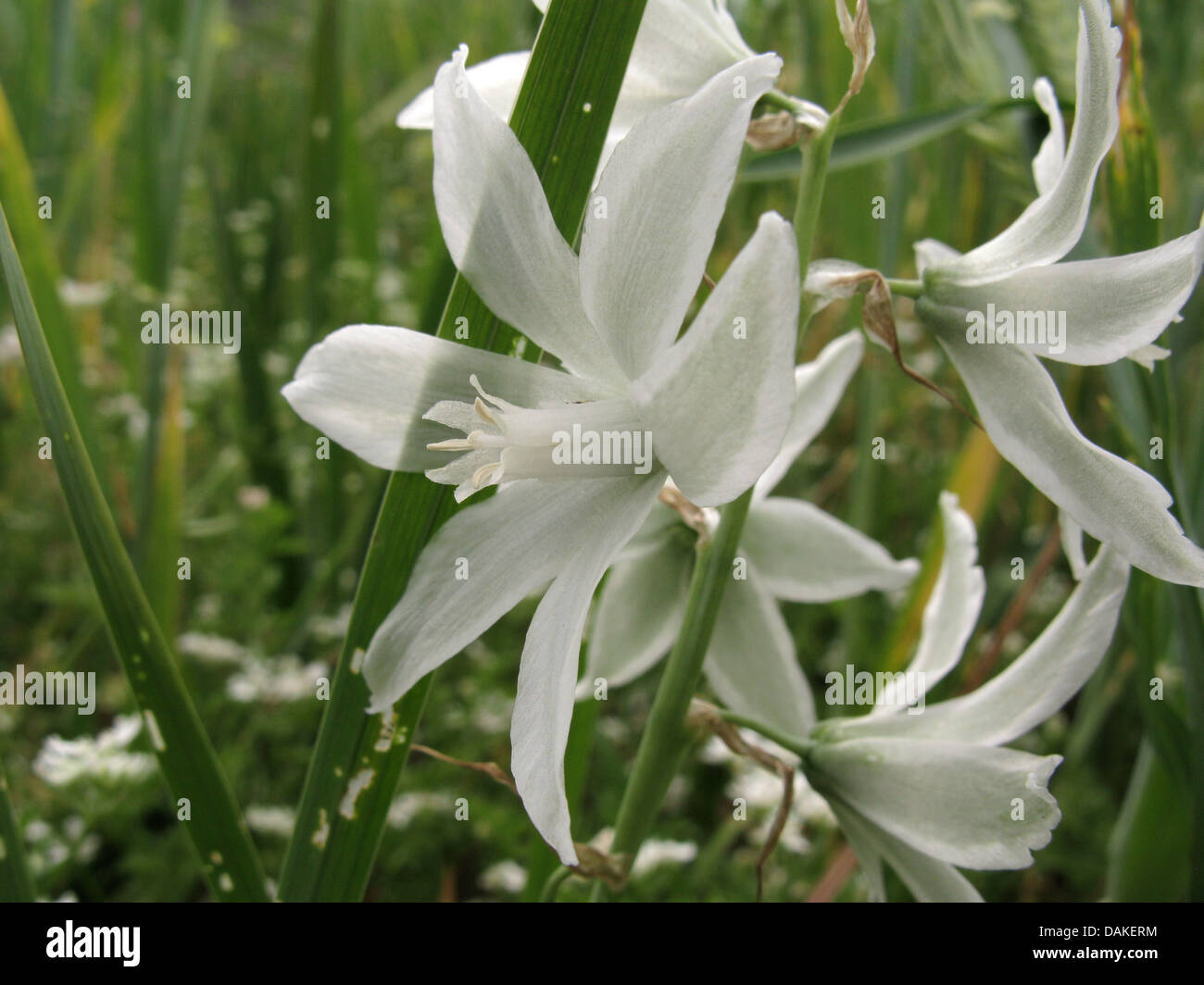 drooping star-of-bethlehem (Ornithogalum nutans), flower, Greece ...