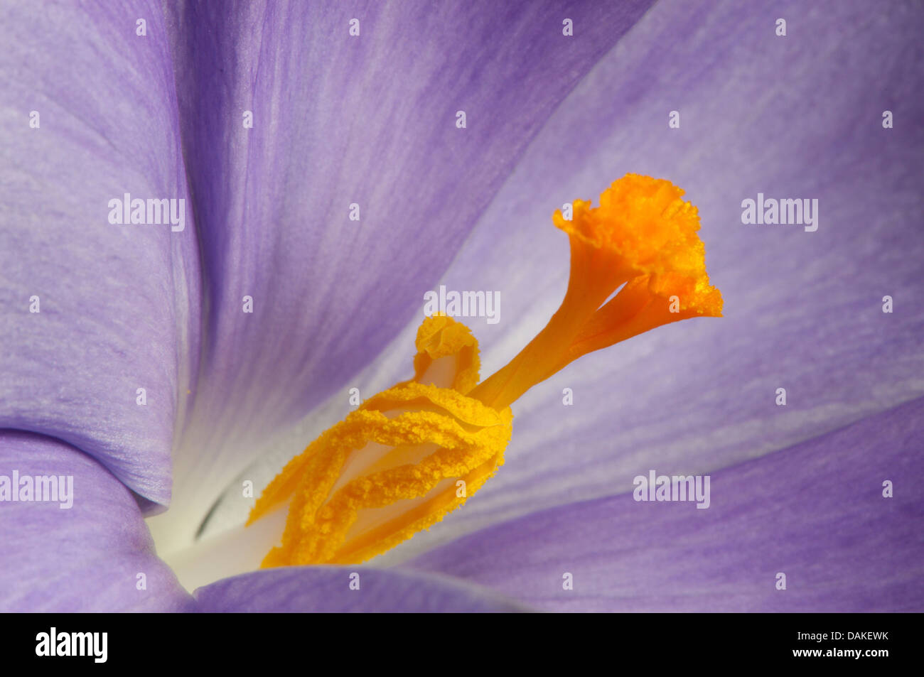 crocus (Crocus spec.), ovary and stamina of a crocus Stock Photo - Alamy
