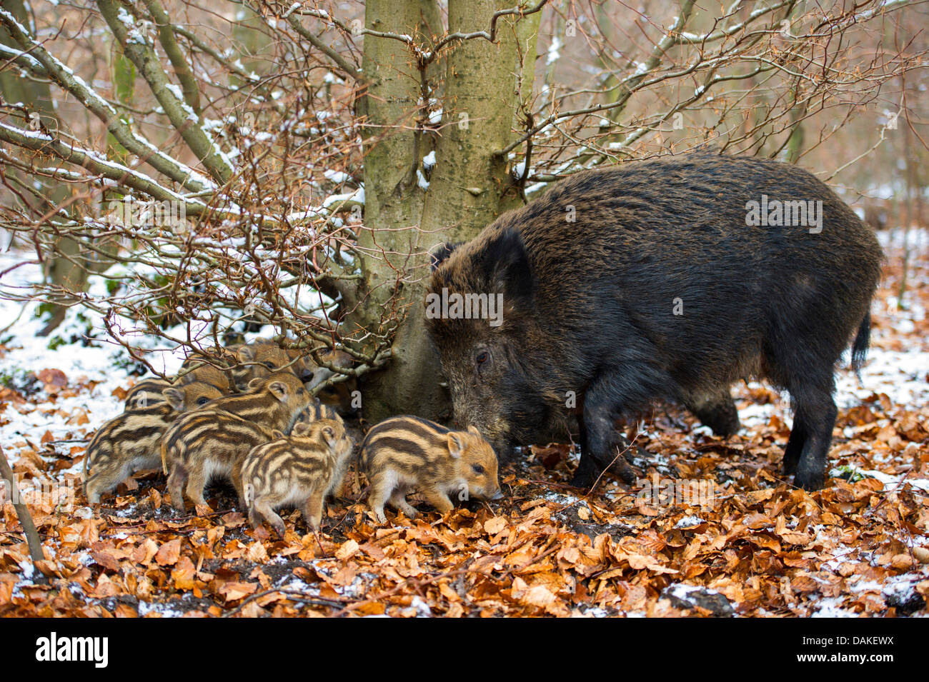 wild boar, pig, wild boar (Sus scrofa), wild sow with her shoats in a ...