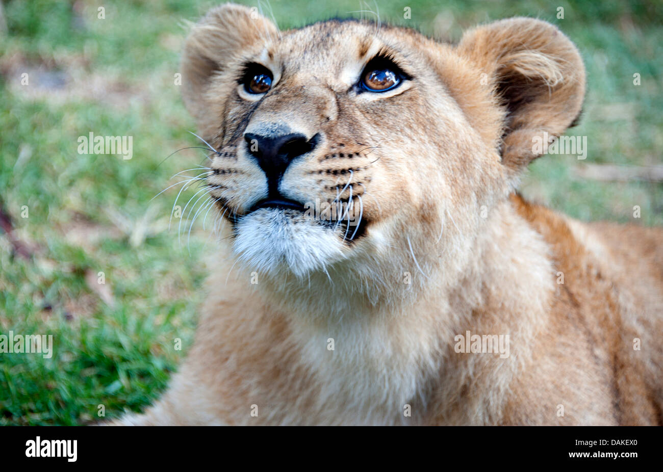 Lion cub stares into the distance. Zimbabwe game reserve Stock Photo ...