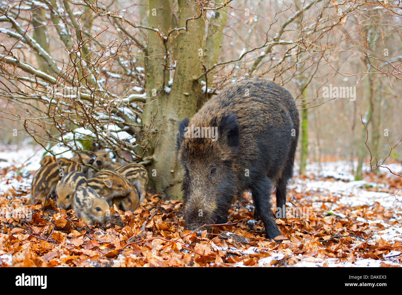 wild boar, pig, wild boar (Sus scrofa), wild sow with her shoats in a ...