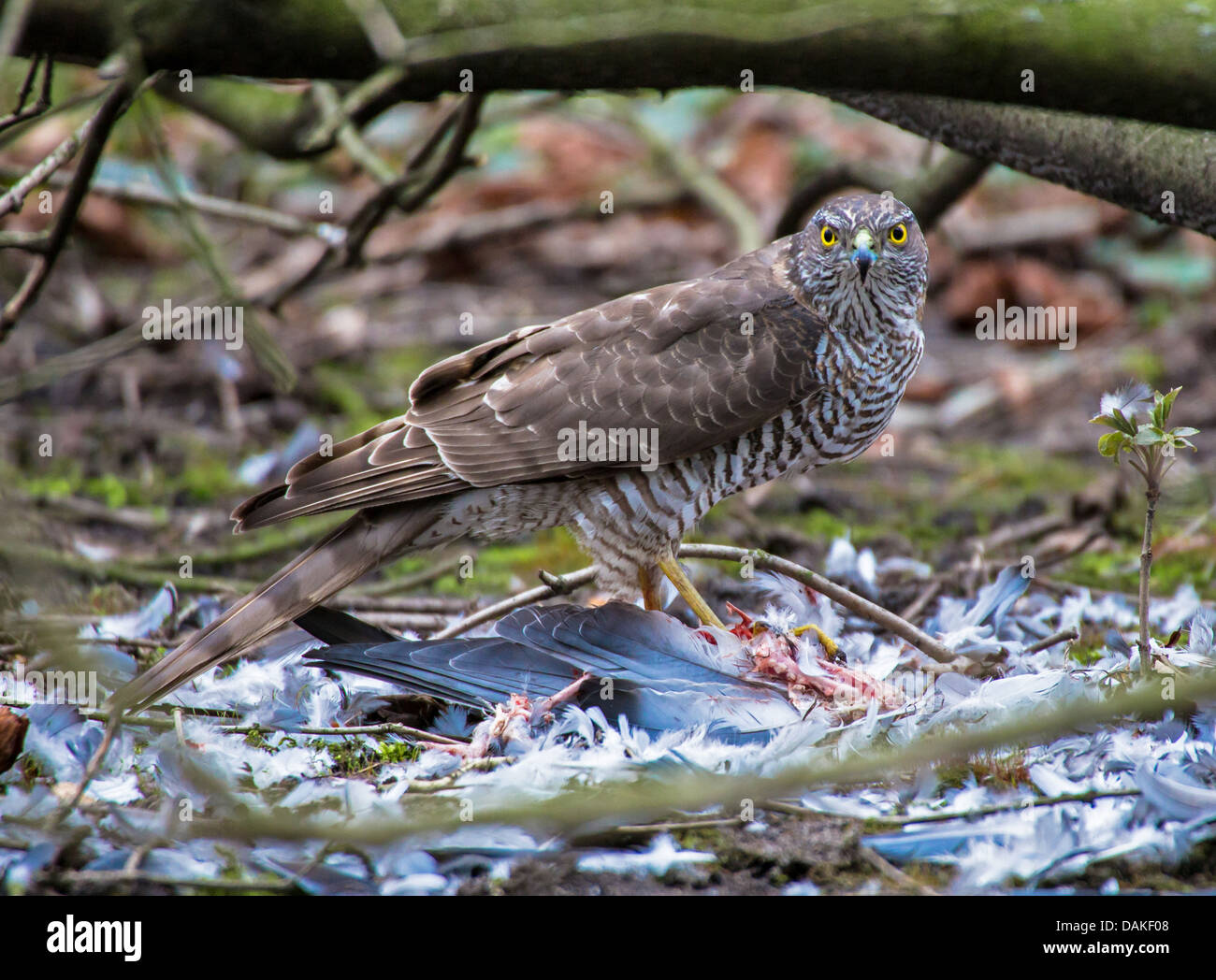 Pigeon hawk hi-res stock photography and images - Alamy