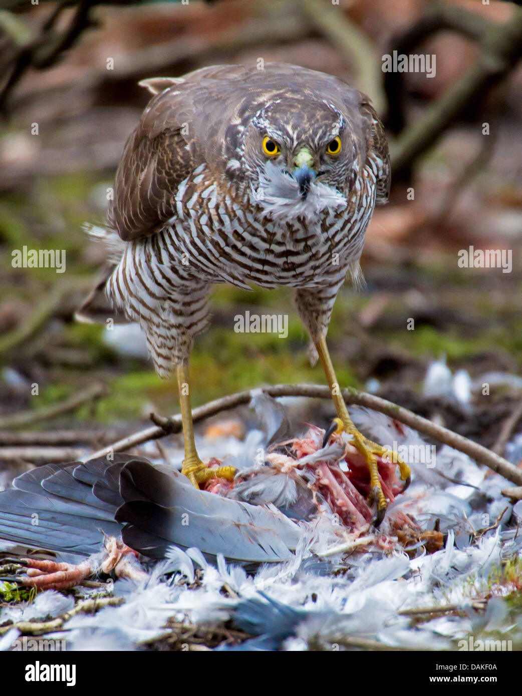 Pigeon hawk hi-res stock photography and images - Alamy
