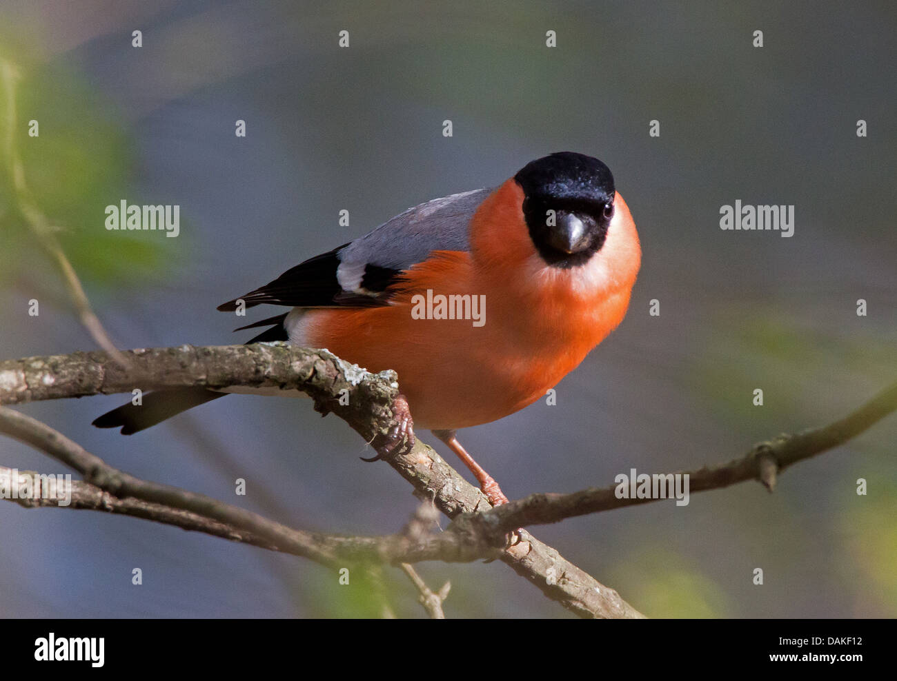 bullfinch, Eurasian bullfinch, northern bullfinch (Pyrrhula pyrrhula ...