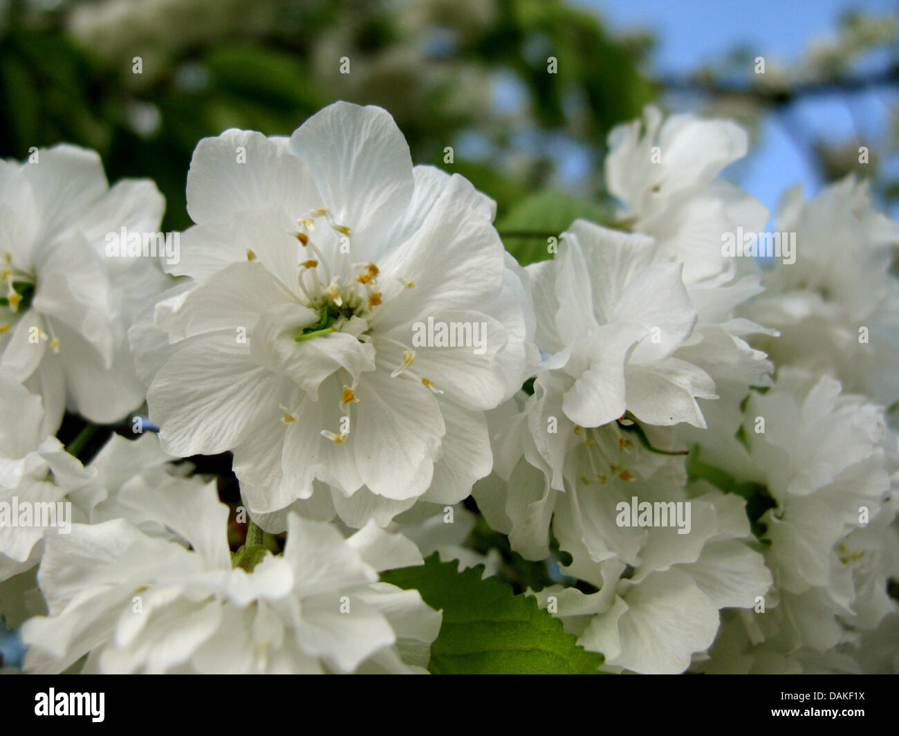 wild cherry, sweet cherry, gean, mazzard (Prunus avium 'Plena', Prunus ...