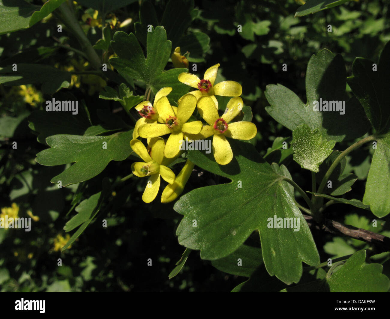 golden currant (Ribes aureum), blooming branch Stock Photo - Alamy