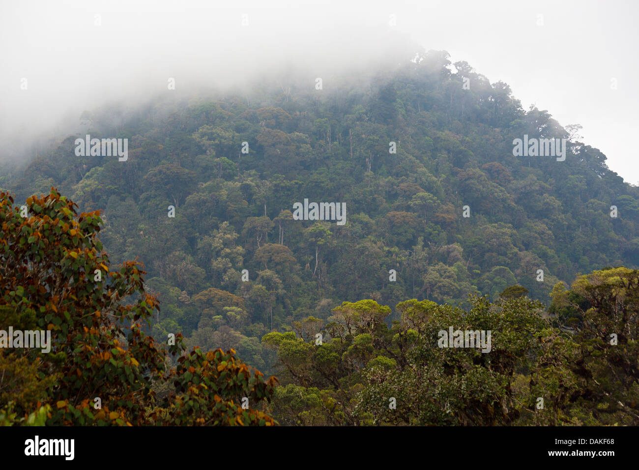 Papua plants png pristine hi-res stock photography and images - Alamy