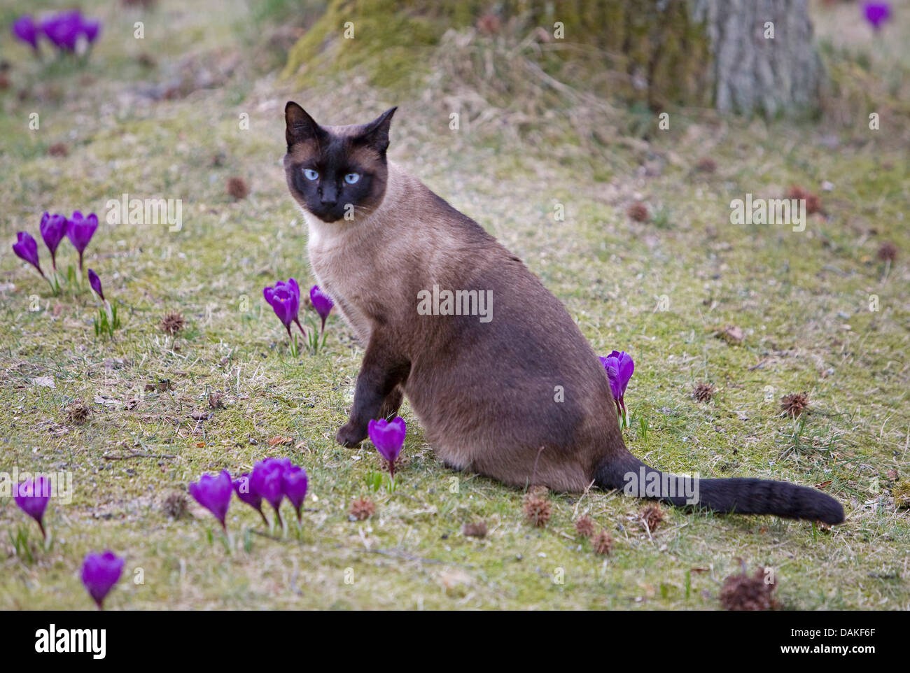 Siamese, Siamese cat (Felis silvestris f. catus), sitting between ...
