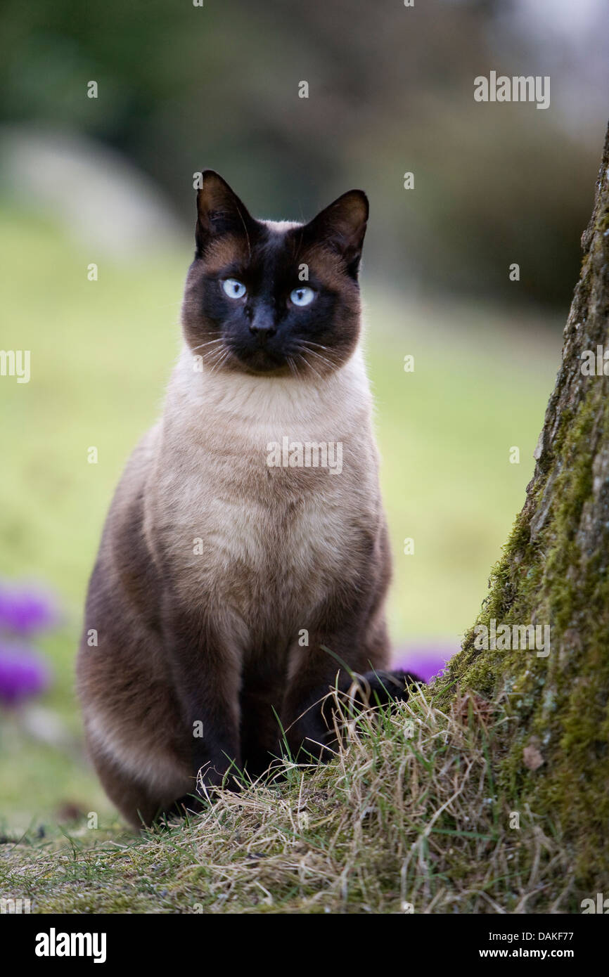 Siamese Cat Stock Photos & Siamese Cat Stock Images - Alamy