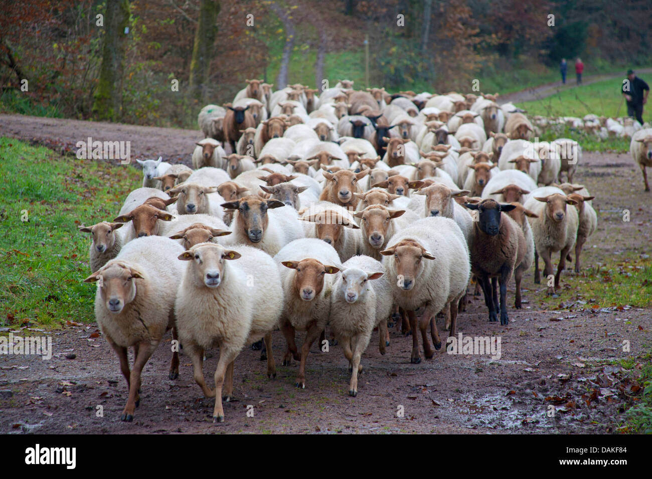 domestic sheep (Ovis ammon f. aries), flock of sheep walking on a path ...
